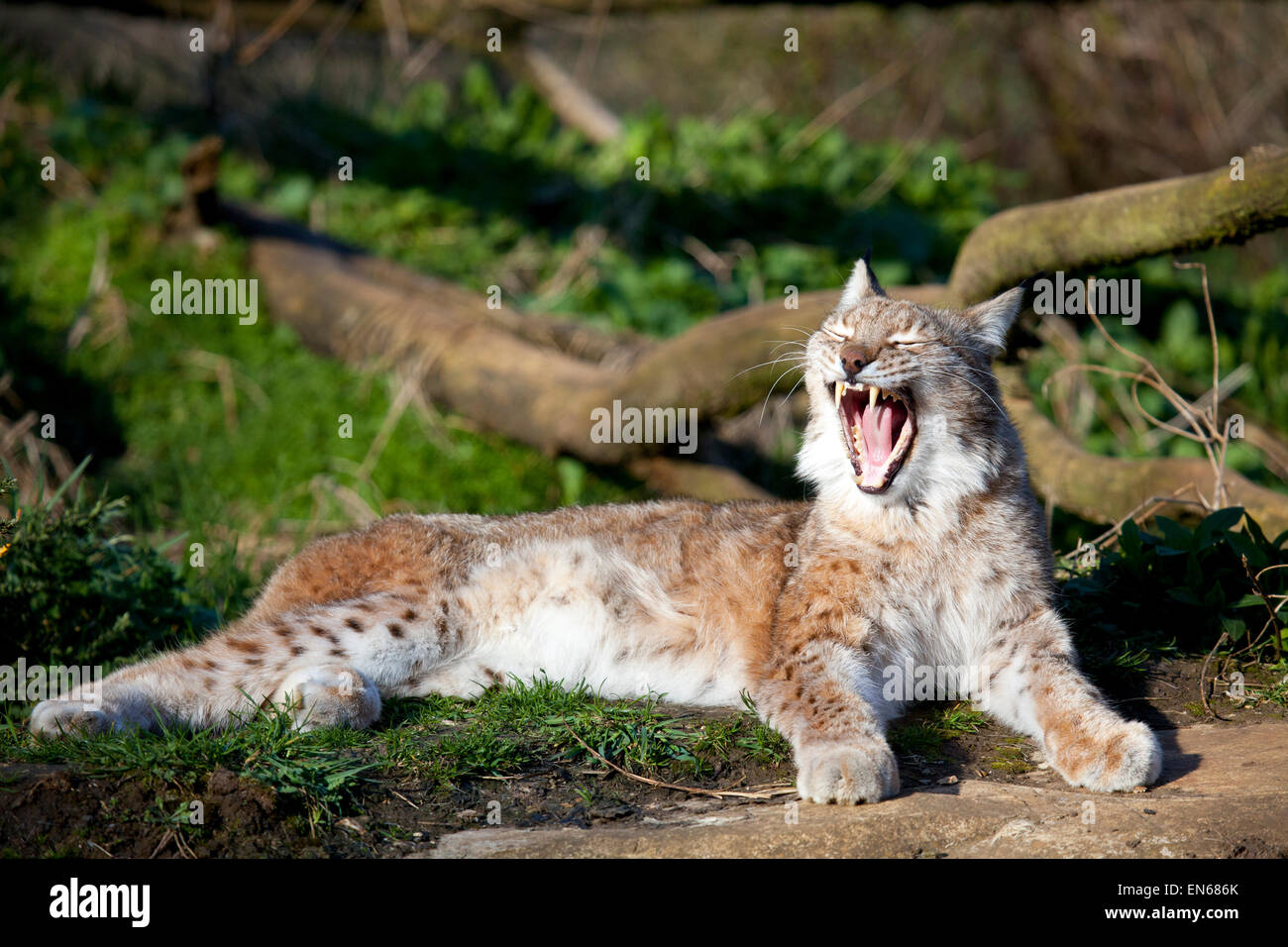 Eurasian lynx yawning hi-res stock photography and images - Alamy