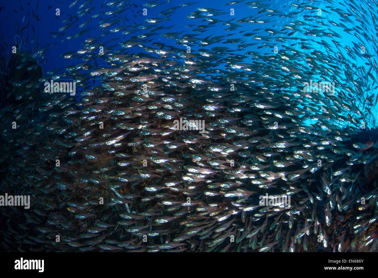 Glassfish hi-res stock photography and images - Alamy