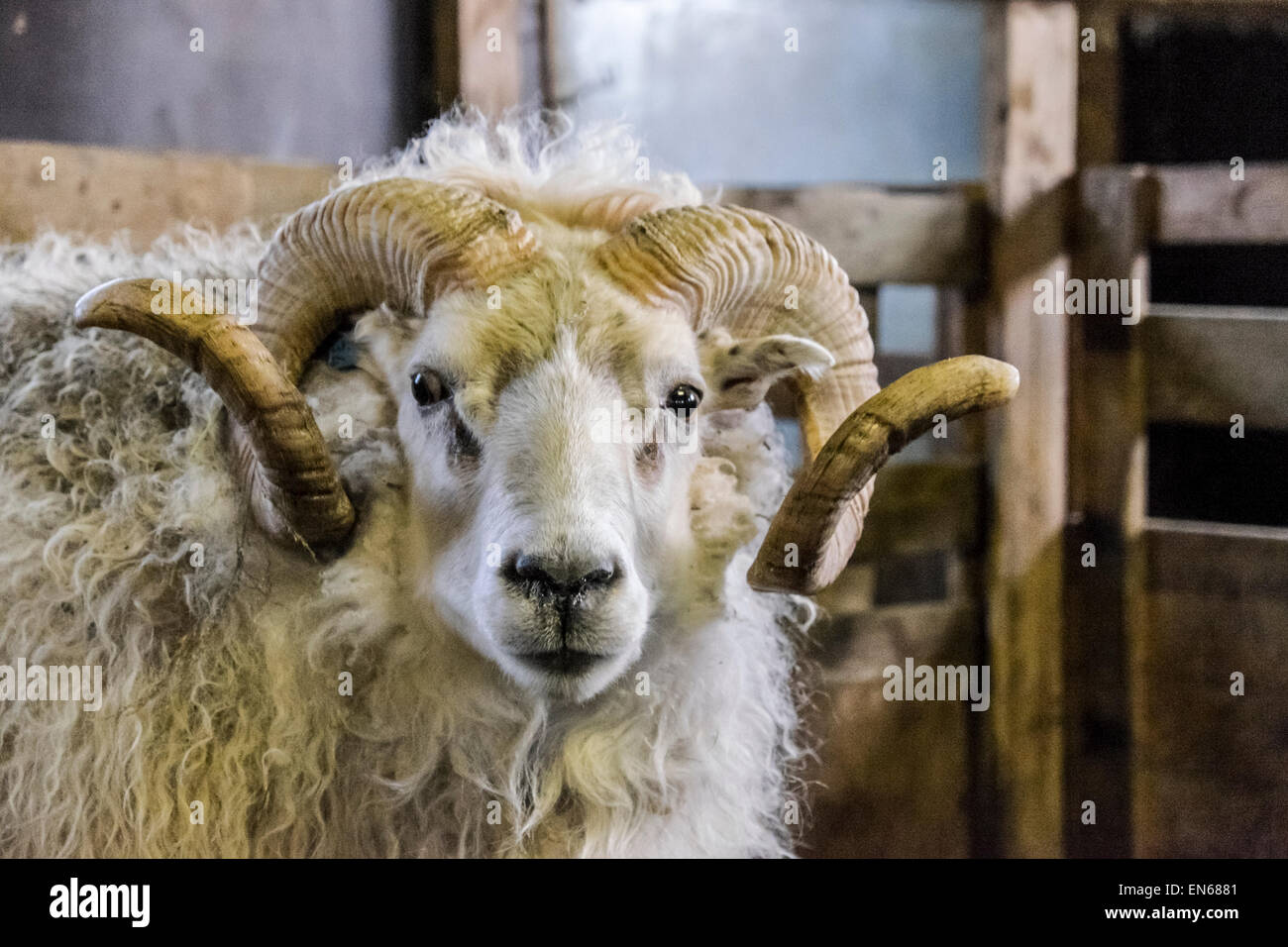 Original sheep. Iceland Stock Photo - Alamy
