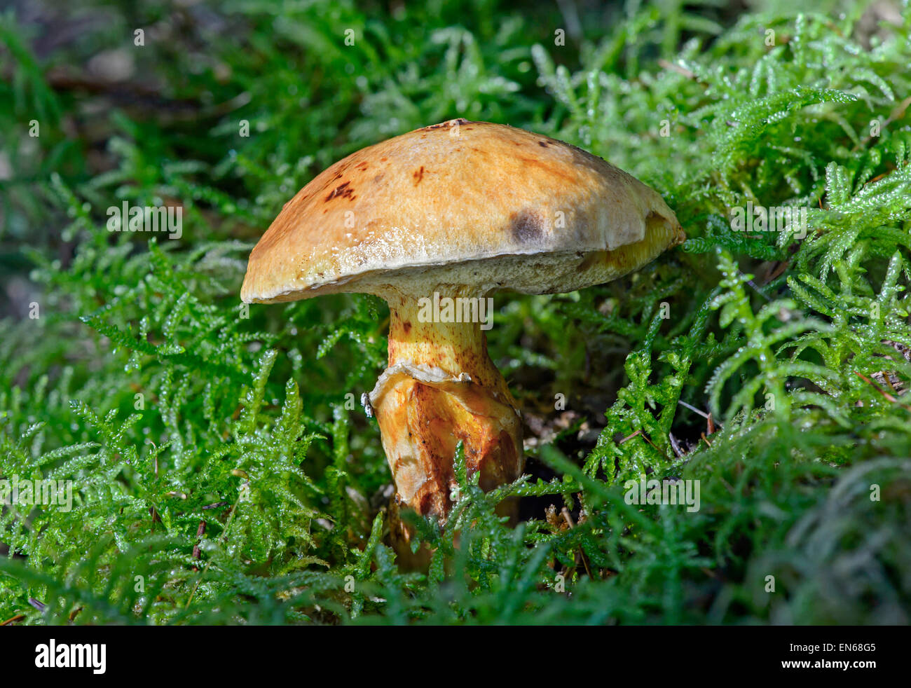 Larch Bolete (Suillus grevillei), mycorrhizal fungus in symbiotic ...