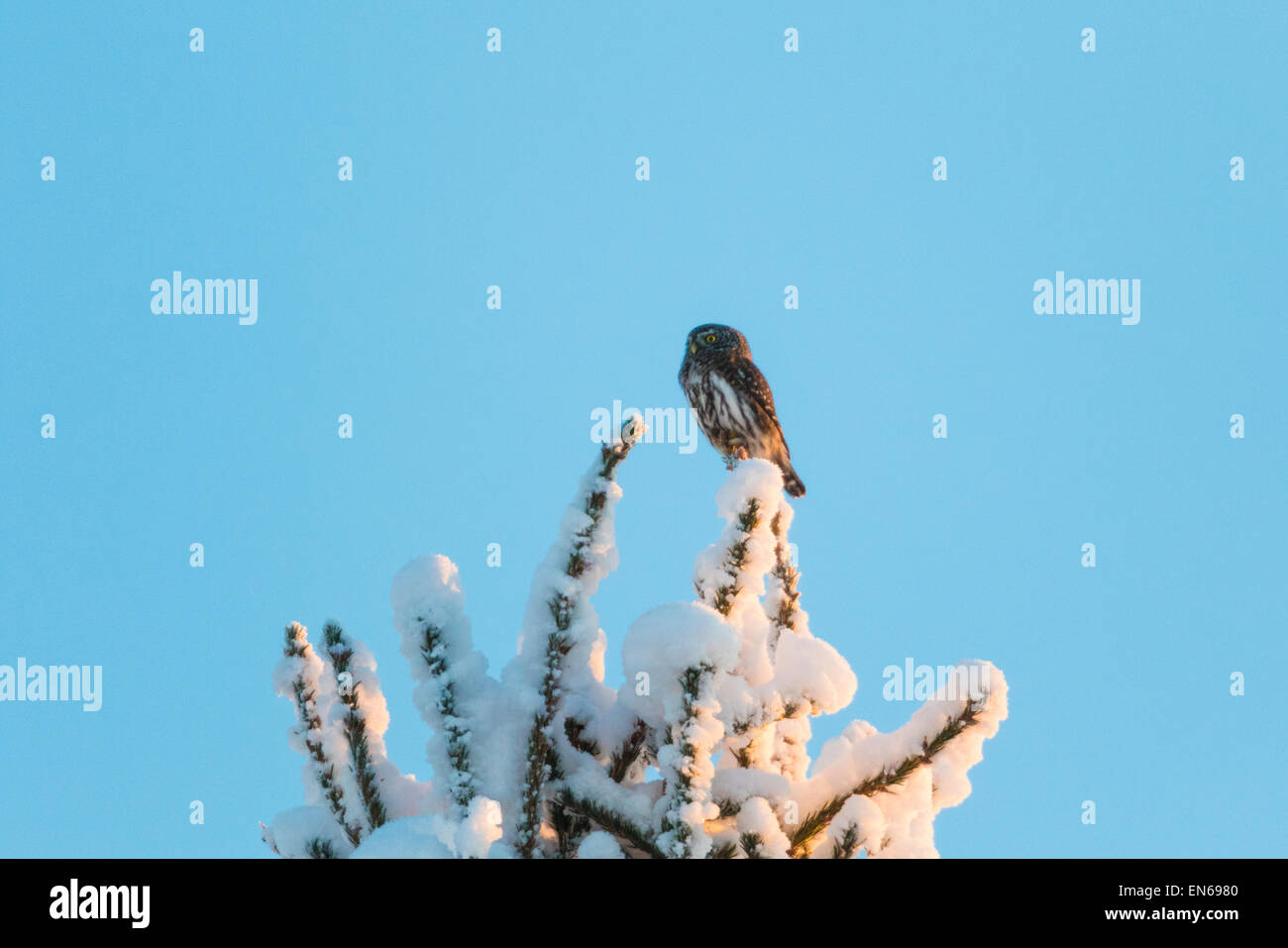 Eurasian pygmy owl sitting in top of snowy spruce, Gällivare swedish ...