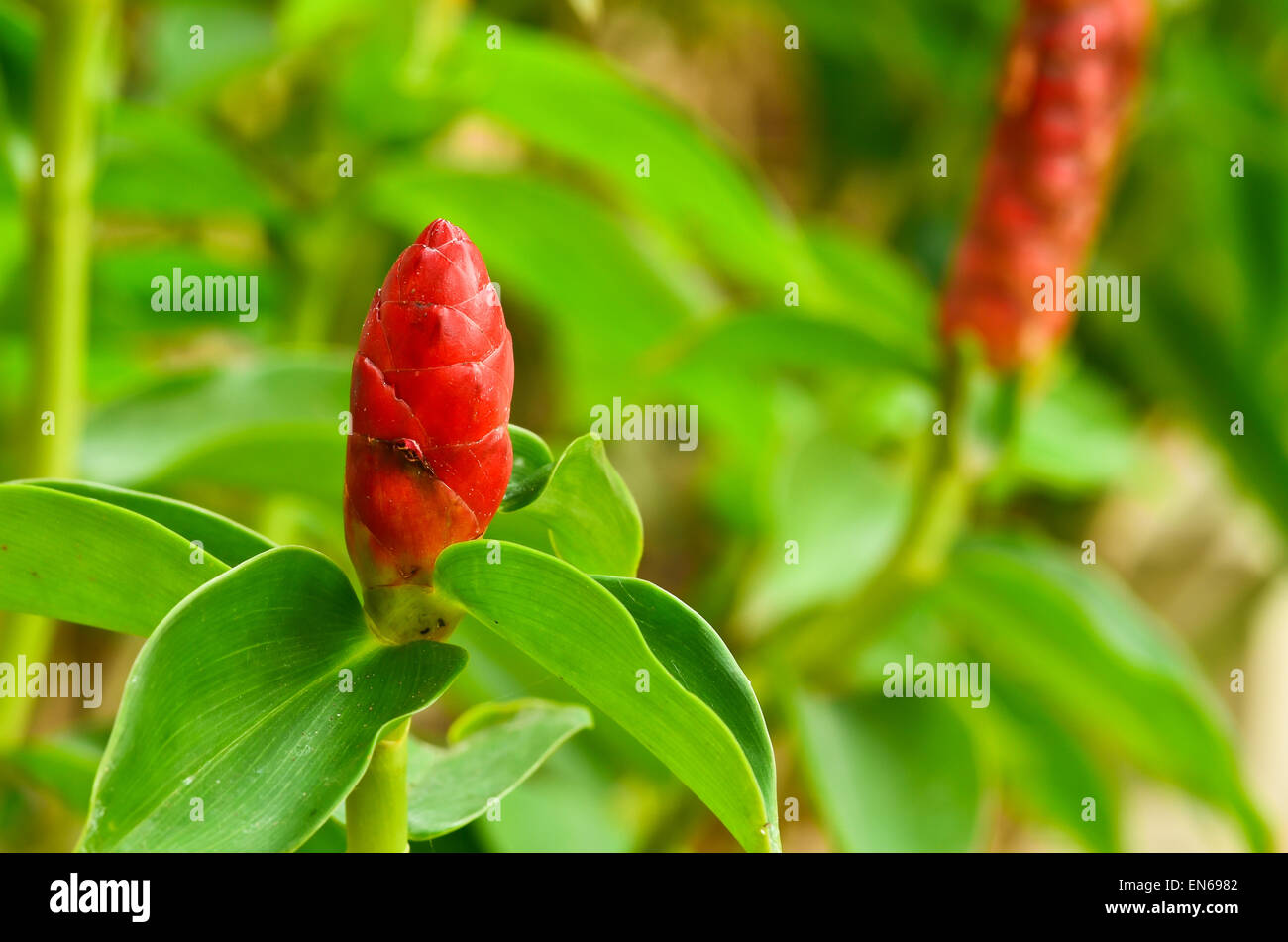 Galangal red flowers Stock Photo - Alamy
