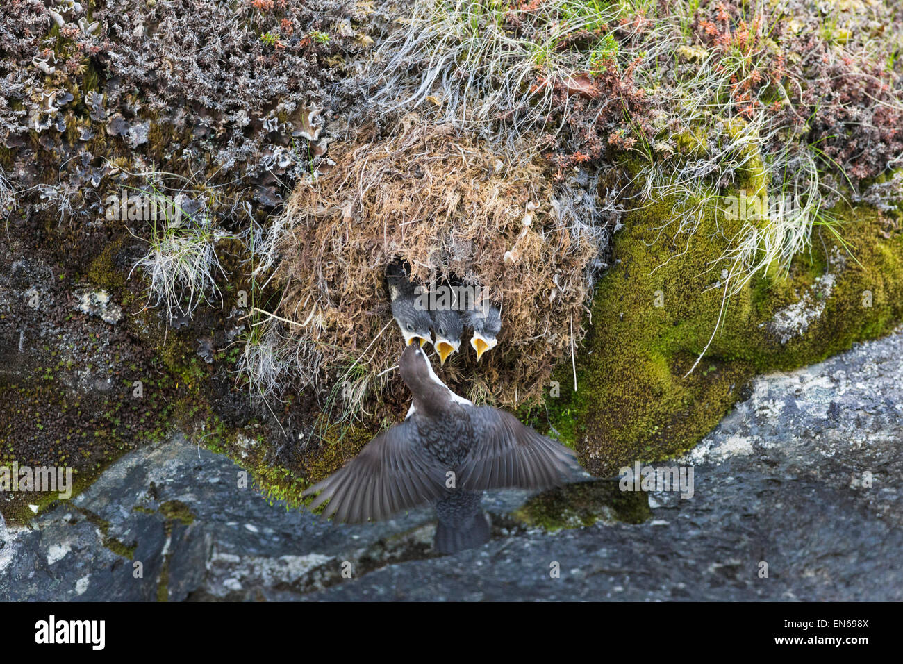 Dipper nest hi-res stock photography and images - Alamy