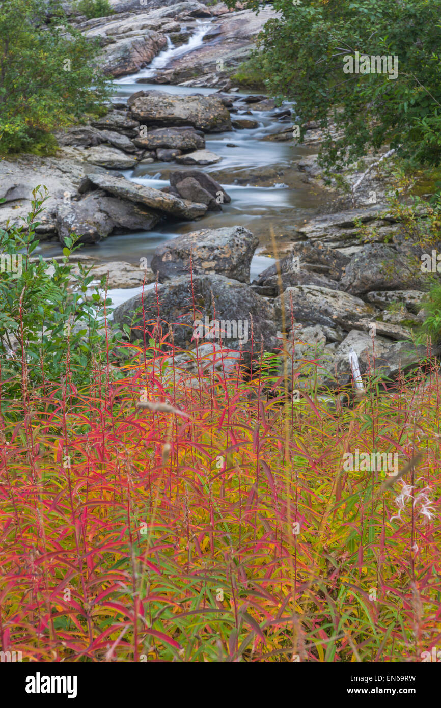 Fireweed in autumn colors with a creek in background in Kvikkjokk ...