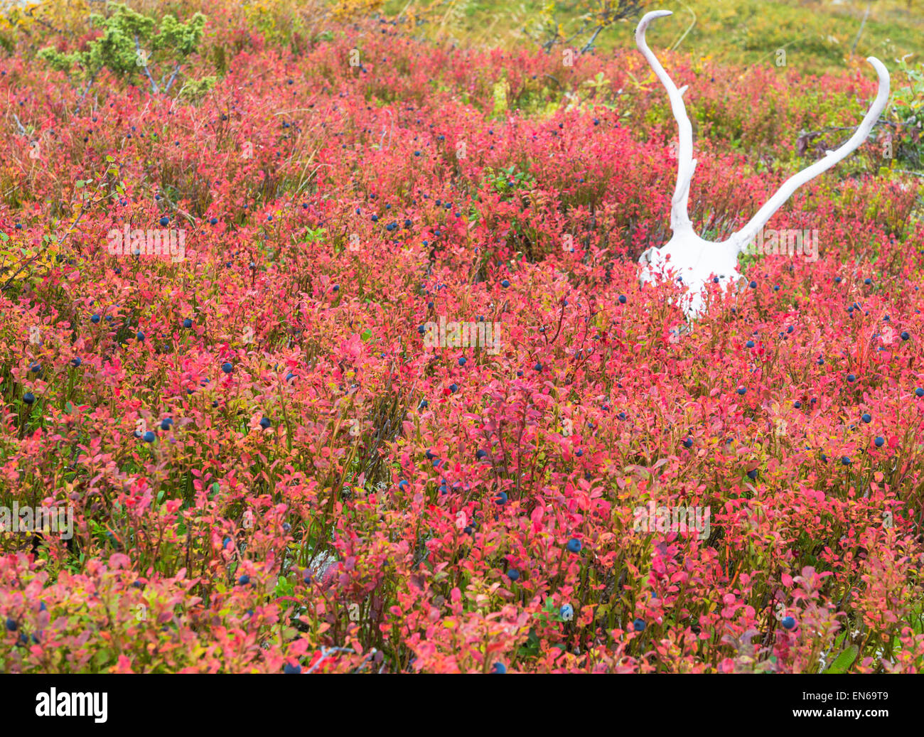 Blueberry wires in autumn color with skull of reindeer Stock Photo - Alamy