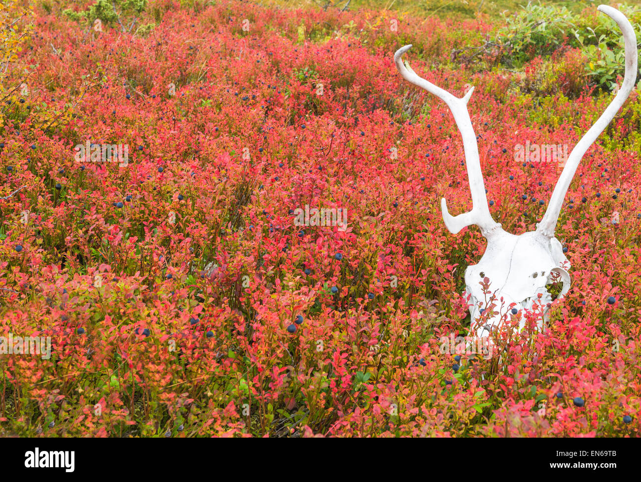 Blueberry wires in autumn color with skull of reindeer Stock Photo - Alamy