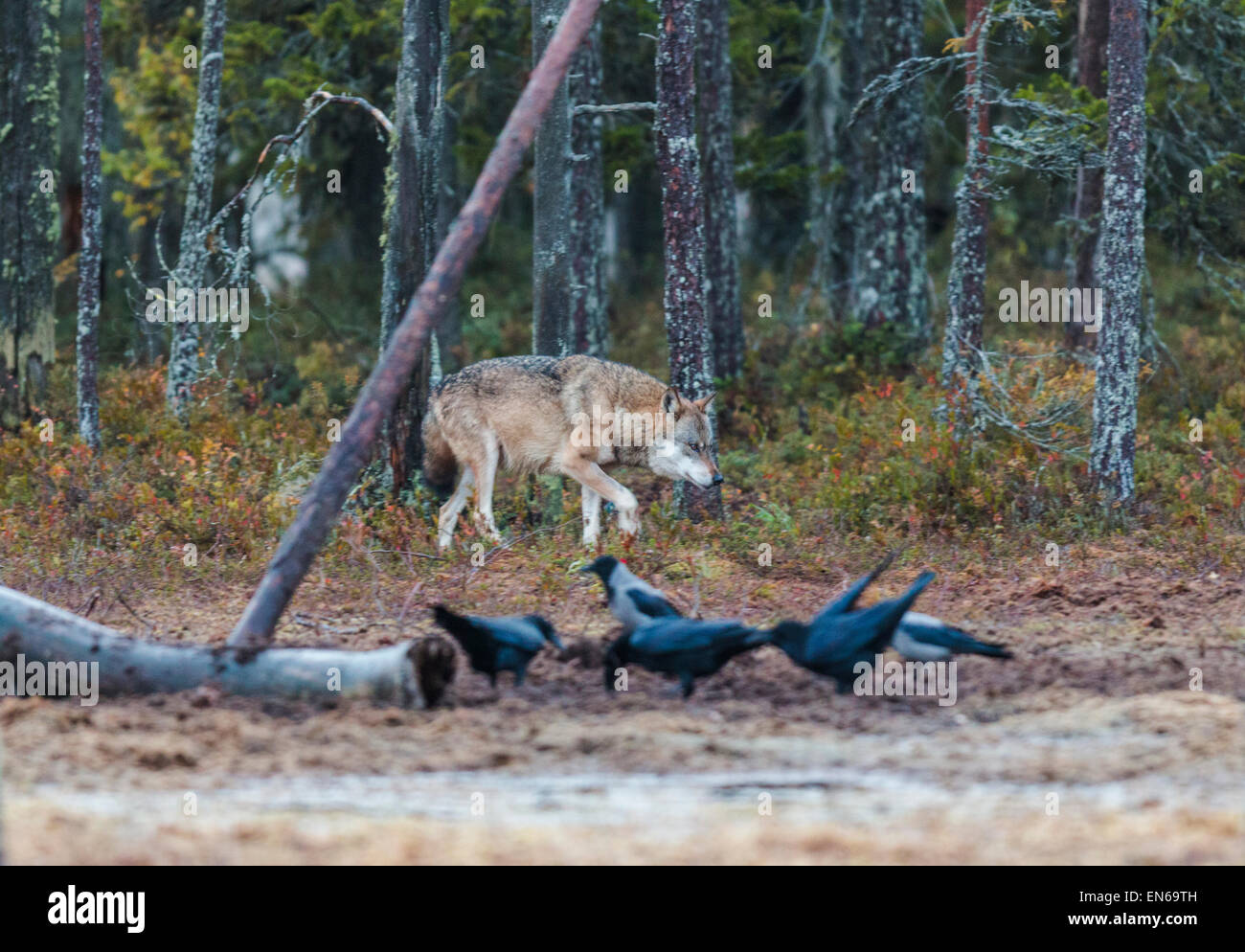 Grey wolf in forest and crows and ravens walking in front of it, Kuhmo ...