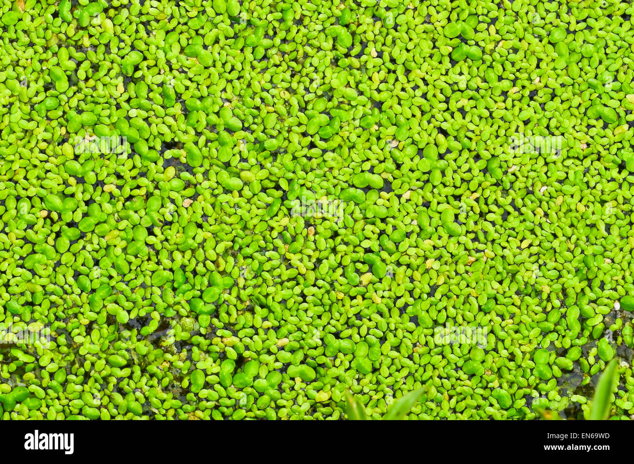 Fern leaf structures hi-res stock photography and images - Alamy