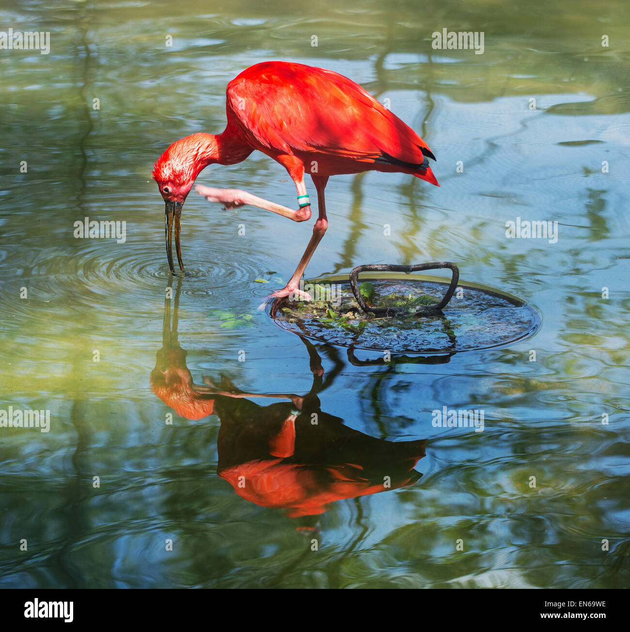 Scarlet ibis eye detail hi-res stock photography and images - Alamy