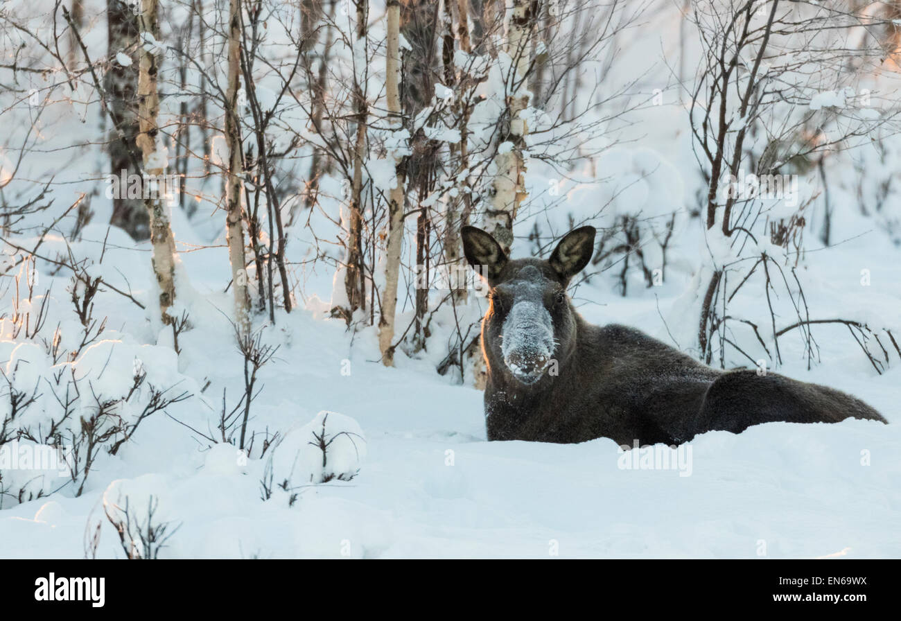 Moose lying down hi-res stock photography and images - Alamy