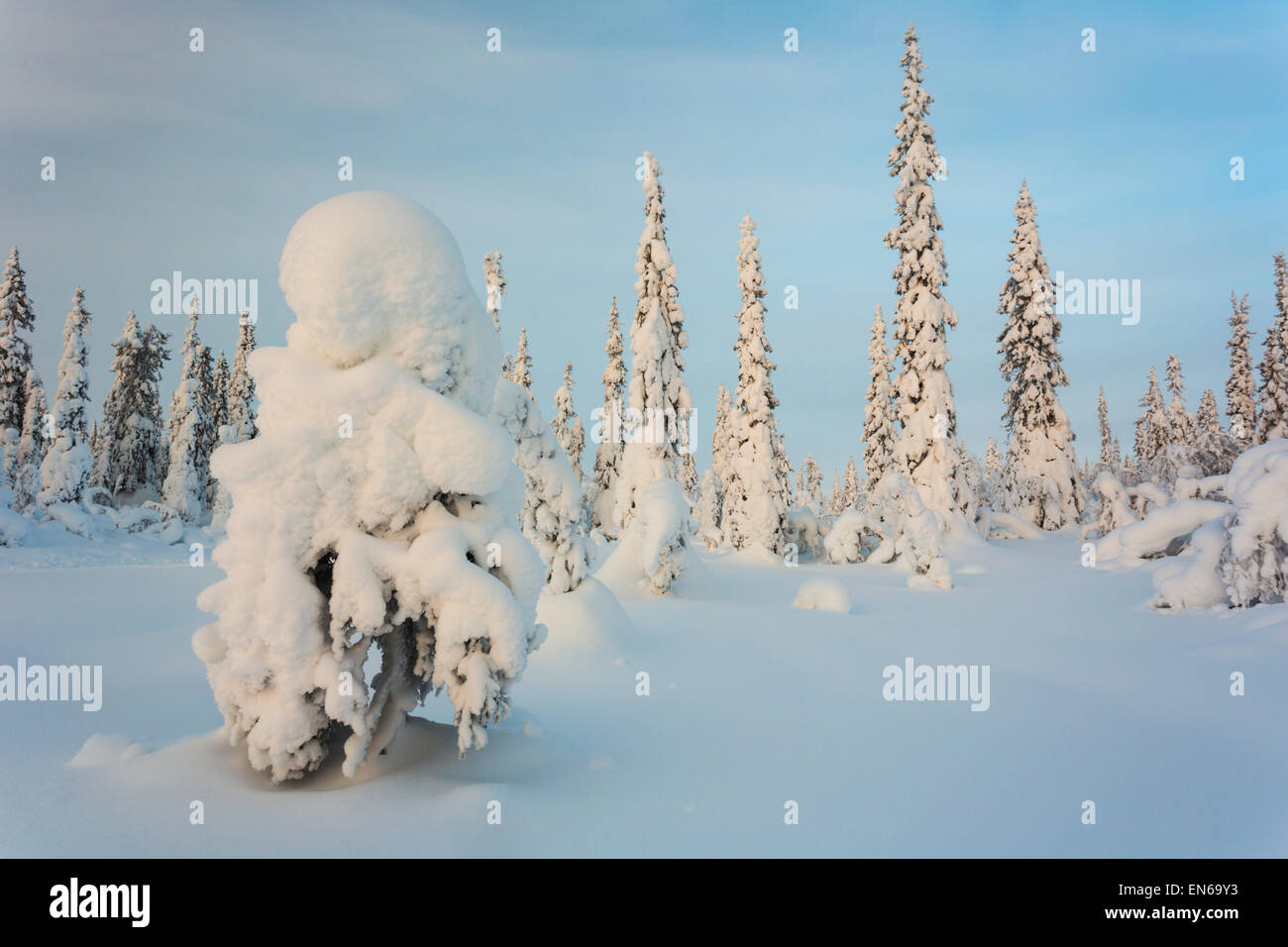 Beautifully winter landscape with plenty of snow and snow on the trees ...