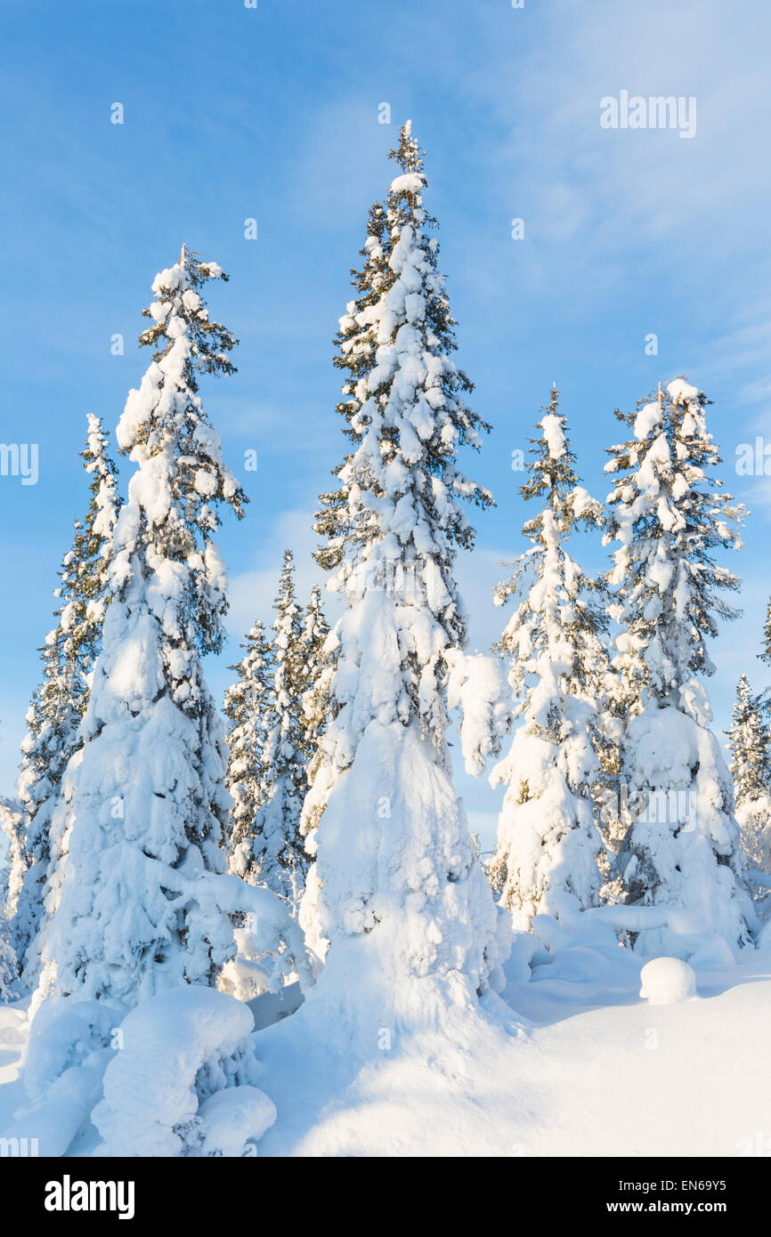 Beautifully winter landscape with plenty of snow and snow on the trees ...