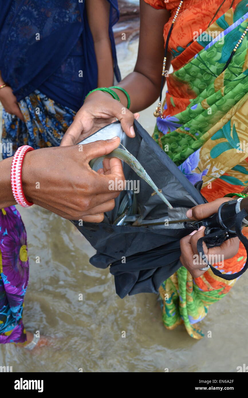 Catching Fish India Stock Photos & Catching Fish India Stock Images - Alamy