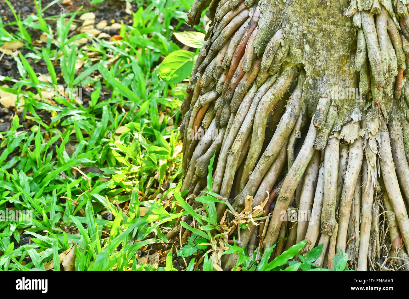 Tree Roots and grass Stock Photo - Alamy
