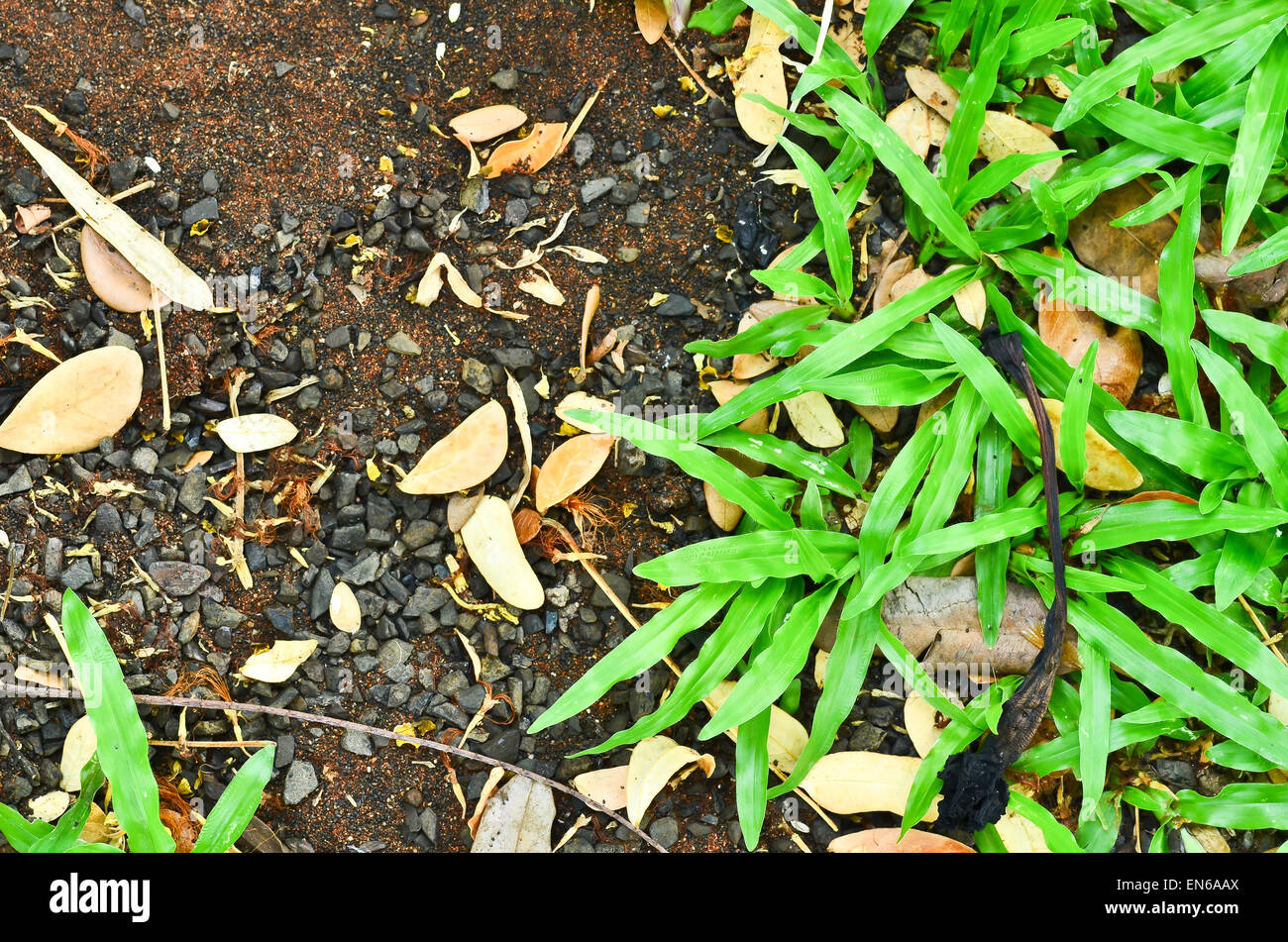 Paving stone soil hi-res stock photography and images - Alamy