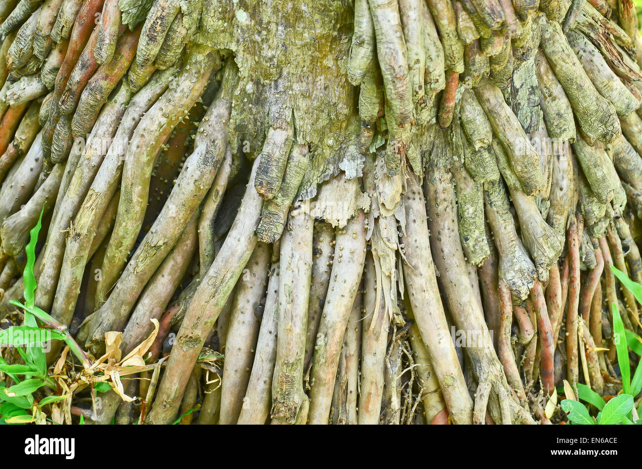 Whole tree and roots hi-res stock photography and images - Alamy