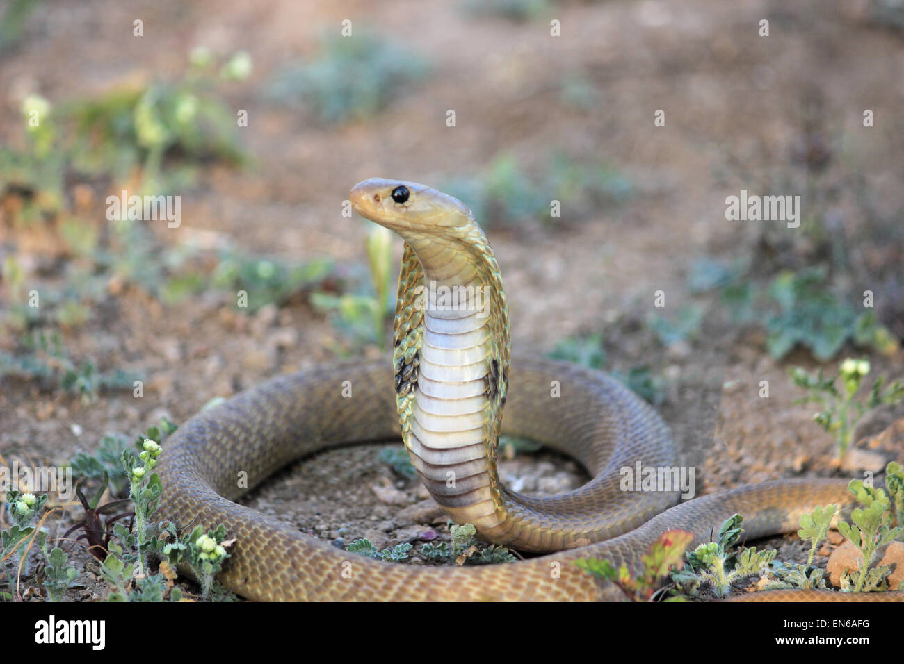 SPECTACLED COBRA. Naja naja. Venomous, common. Elapidae, Pune Stock ...