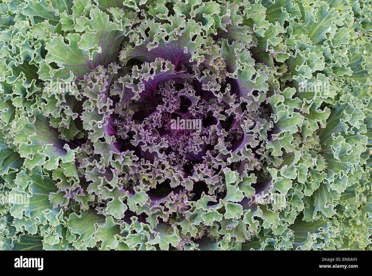 Ornamental cabbage hi-res stock photography and images - Alamy