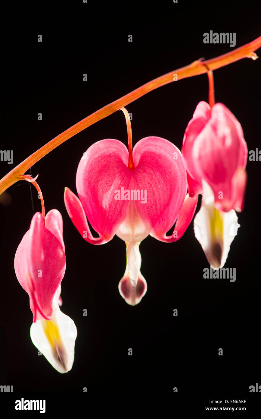 Bleeding Heart: Lamprocapnos spectabilis (synonym Dicentra spectabilis ...