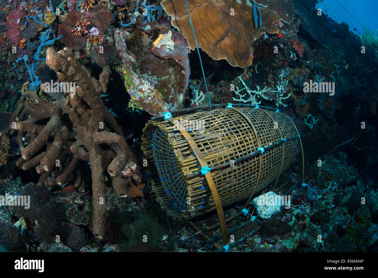 Traditional bamboo fishing trap on coral reef by the island of Pura in ...