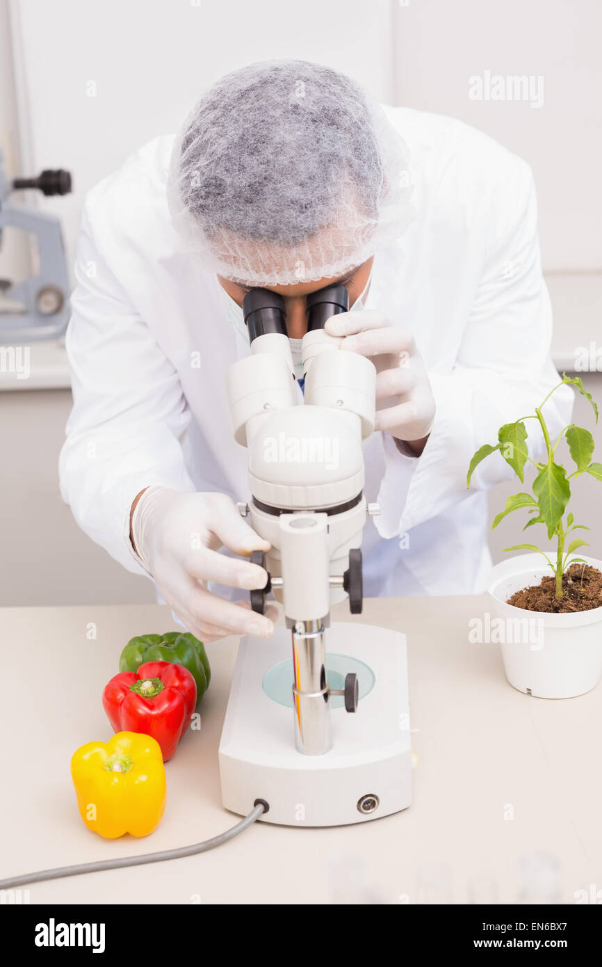 Scientist examining peppers with microscope Stock Photo - Alamy