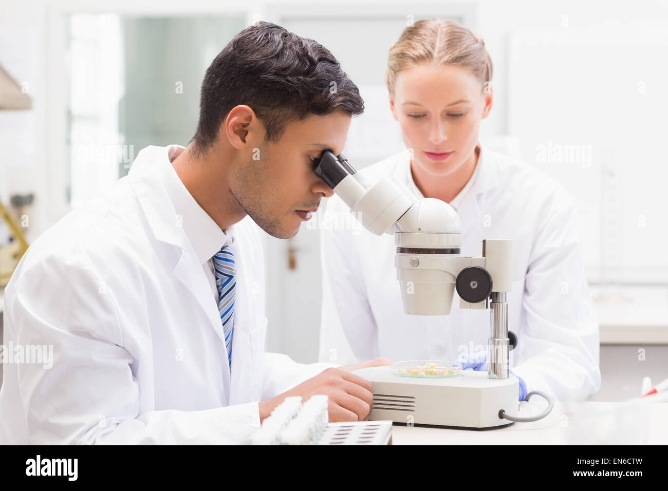 Scientists observing petri dish with microscope Stock Photo - Alamy