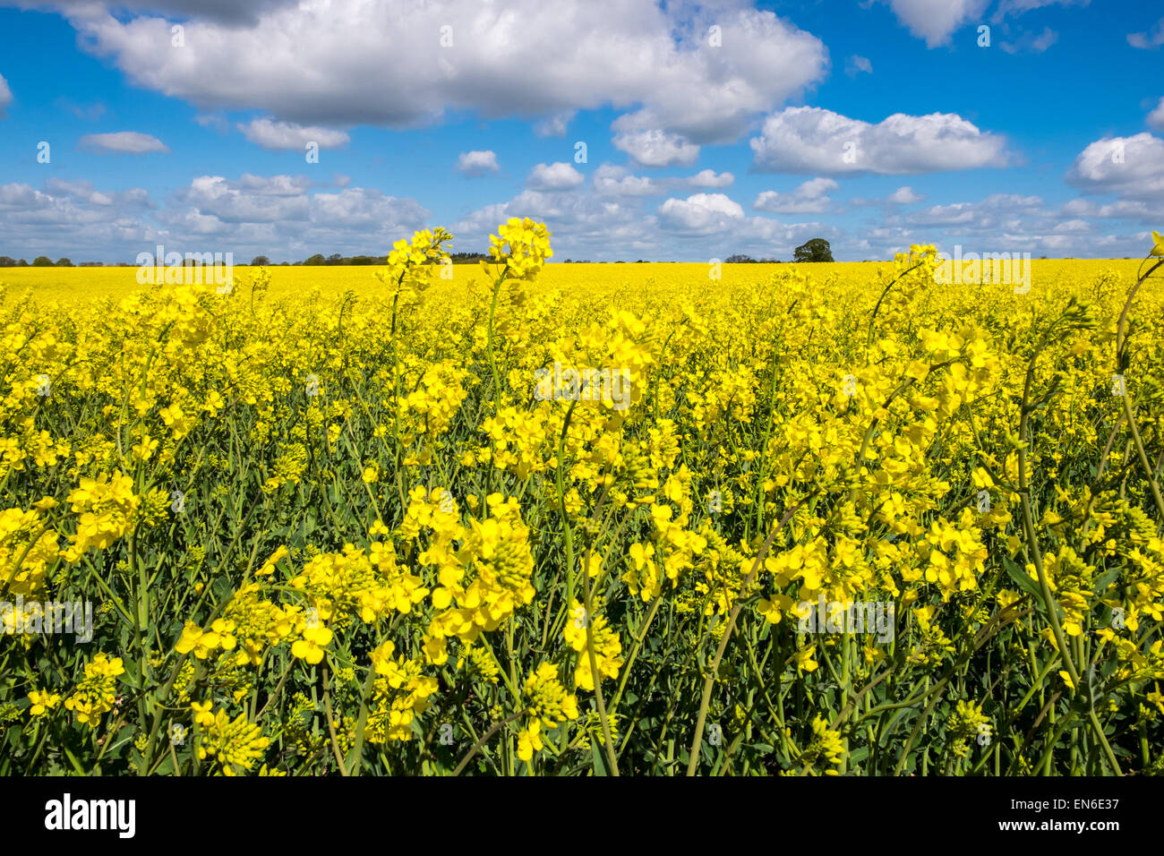 Rape seed crop on a spring day Stock Photo - Alamy