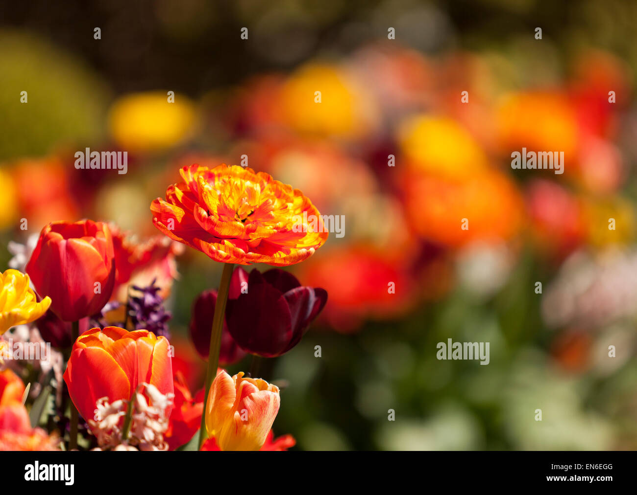 Orange flowers mixed spring hi-res stock photography and images - Alamy