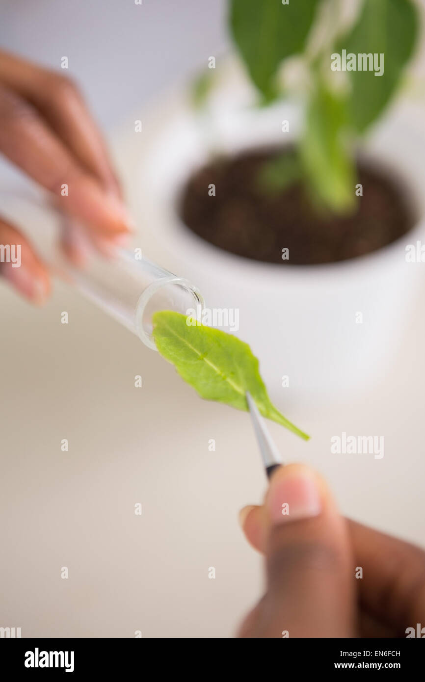 Scientist holding plant test hi-res stock photography and images - Alamy