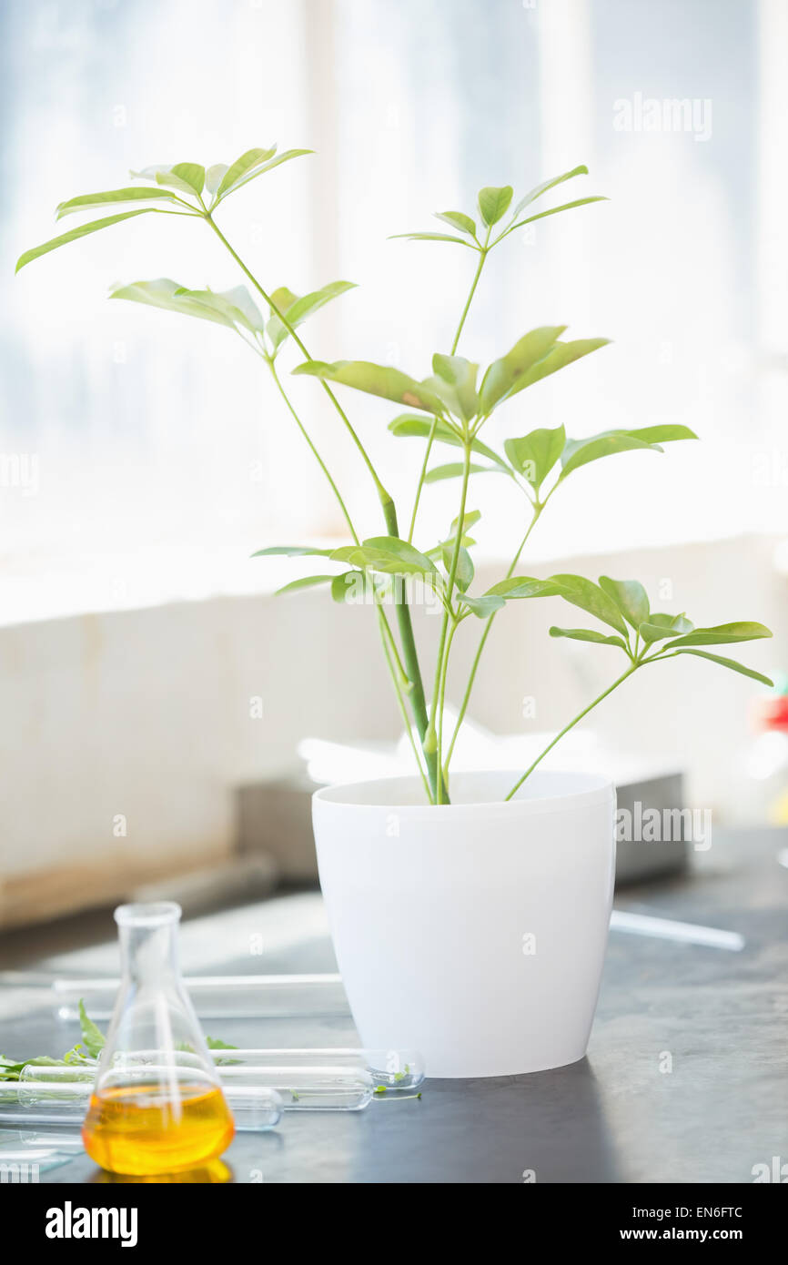 Green plant growing Stock Photo - Alamy