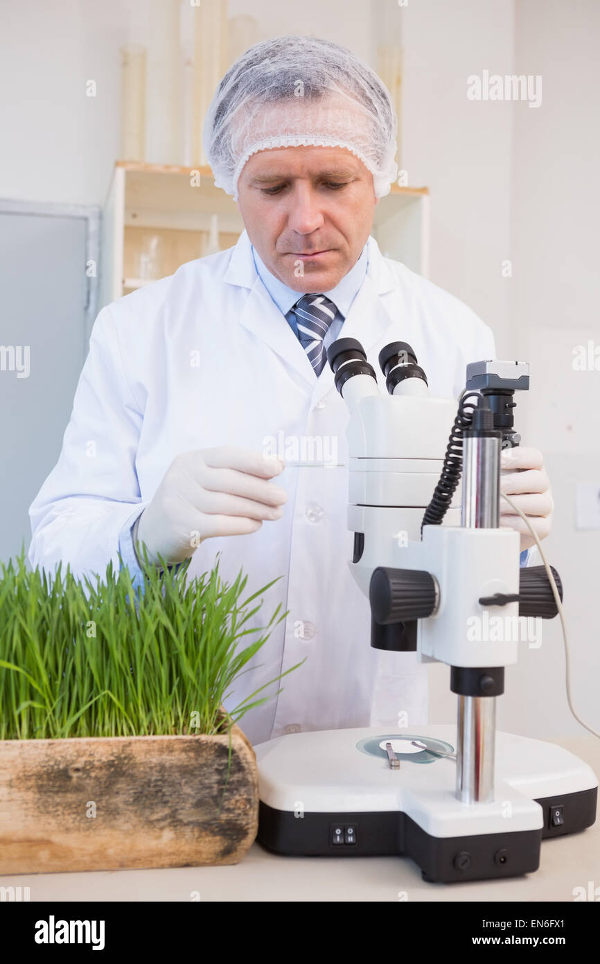 Concentrated food scientist Stock Photo - Alamy