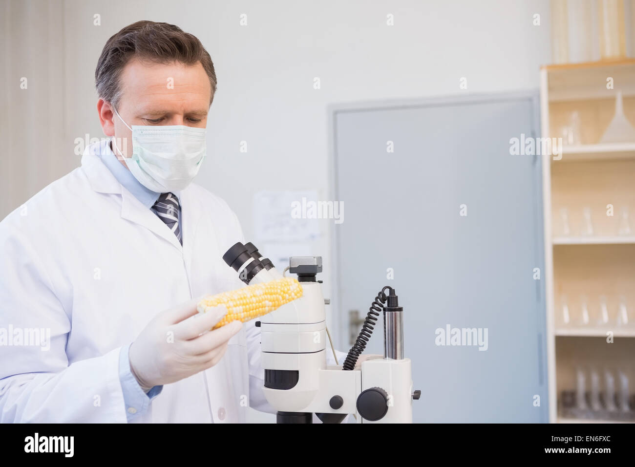 Food scientist examining corn Stock Photo - Alamy