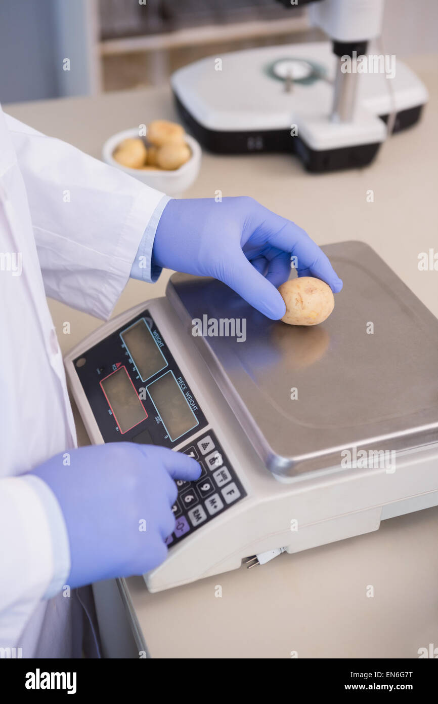 Scientist weighing potatoes Stock Photo - Alamy