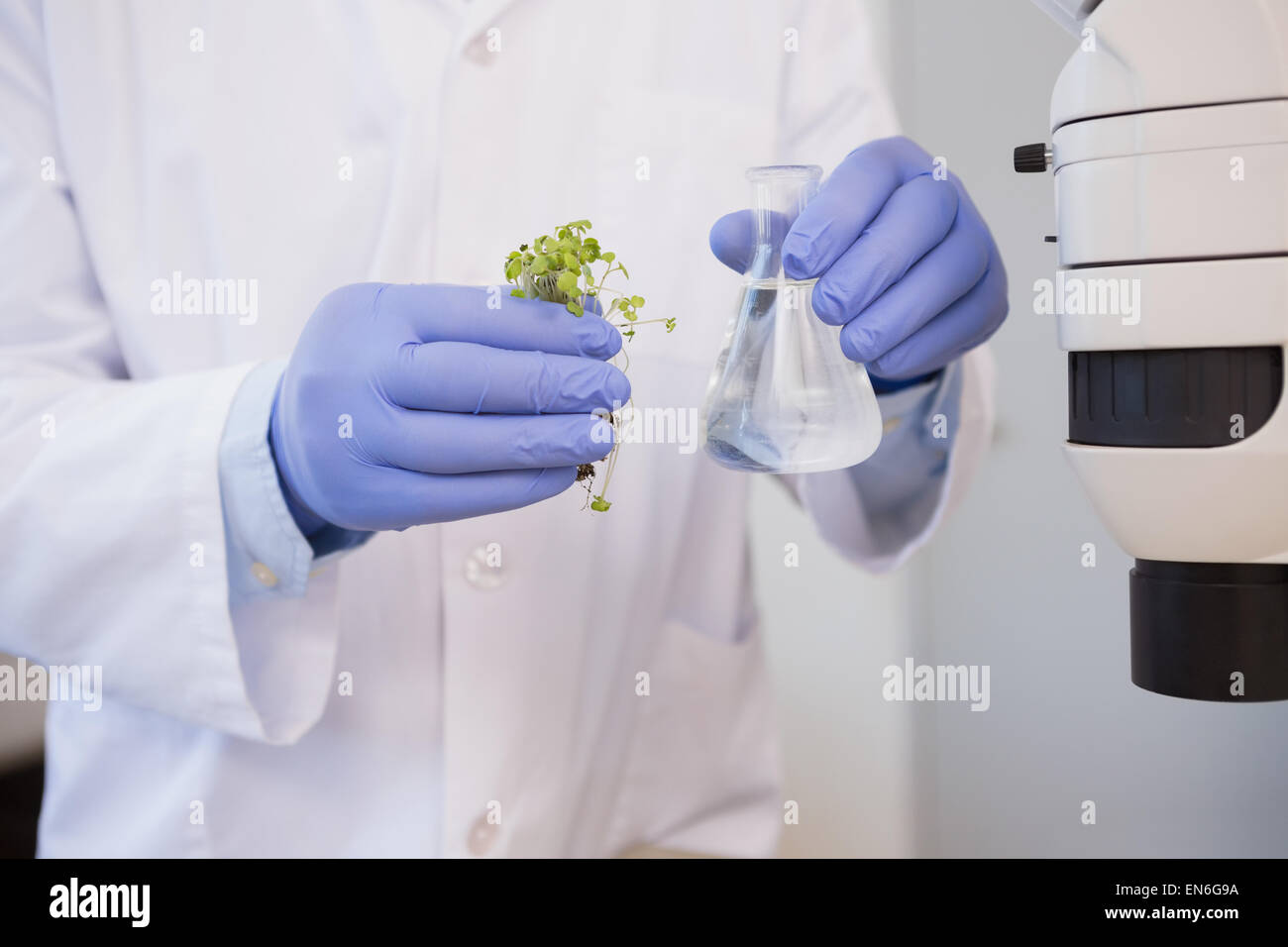 Scientist analysing plant Stock Photo - Alamy Scientist analysing plant Stock Photo - Alamy