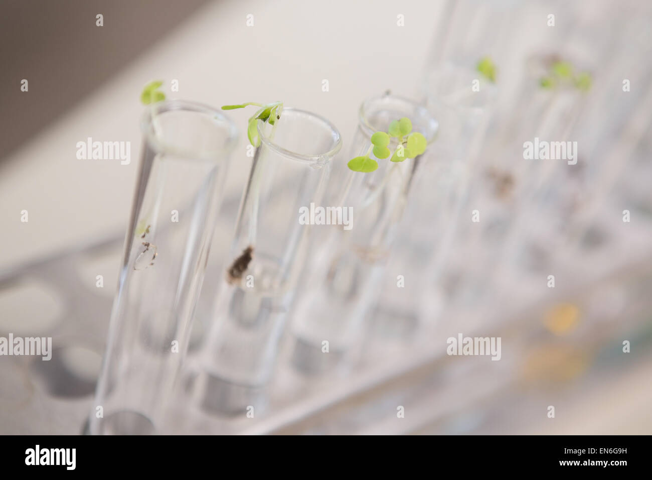 Plants in tubes Stock Photo - Alamy