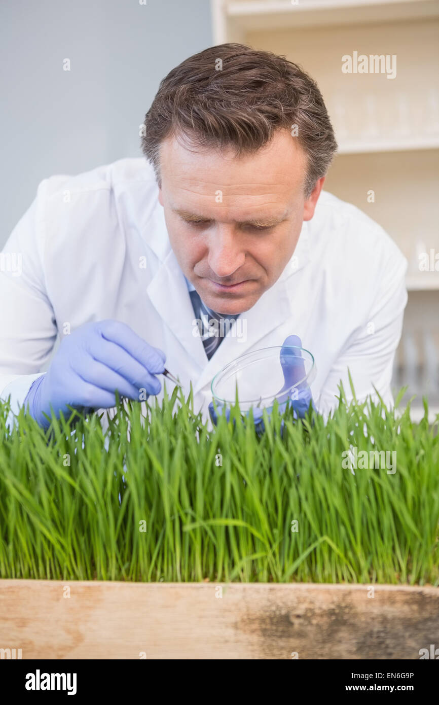 Scientist examining grass Stock Photo - Alamy