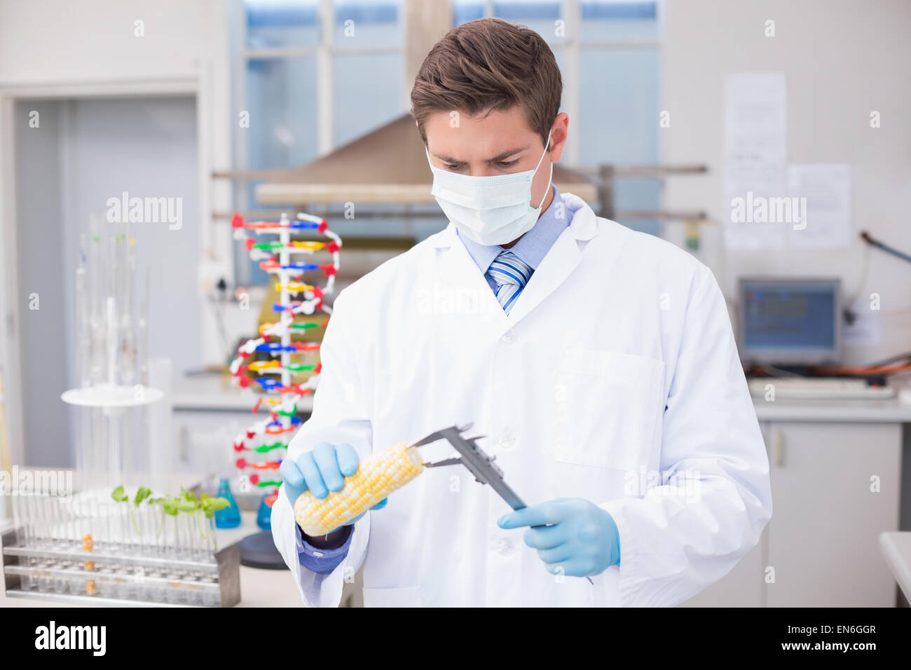 Scientist measuring corn with gloves and protective mask Stock Photo ...