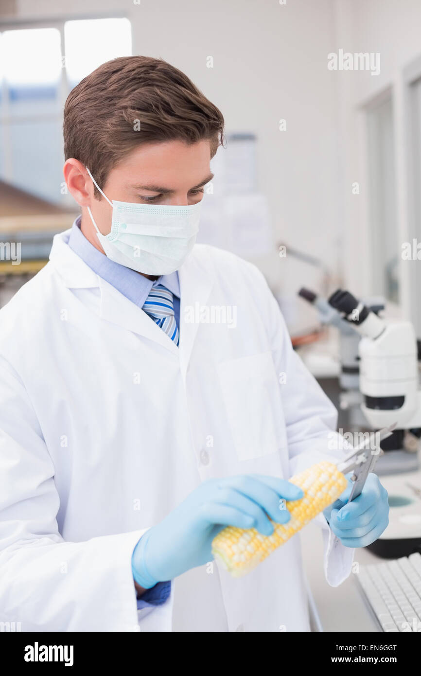 Scientist measuring corn with gloves and protective mask Stock Photo ...