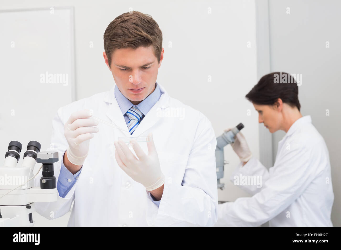 Scientists working attentively Stock Photo - Alamy