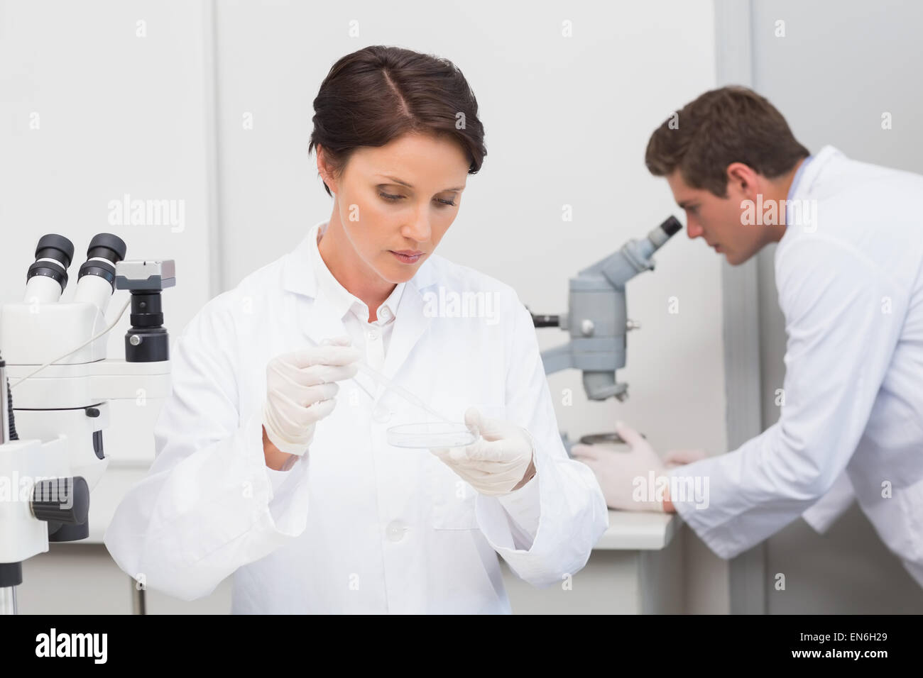 Scientists working attentively Stock Photo - Alamy