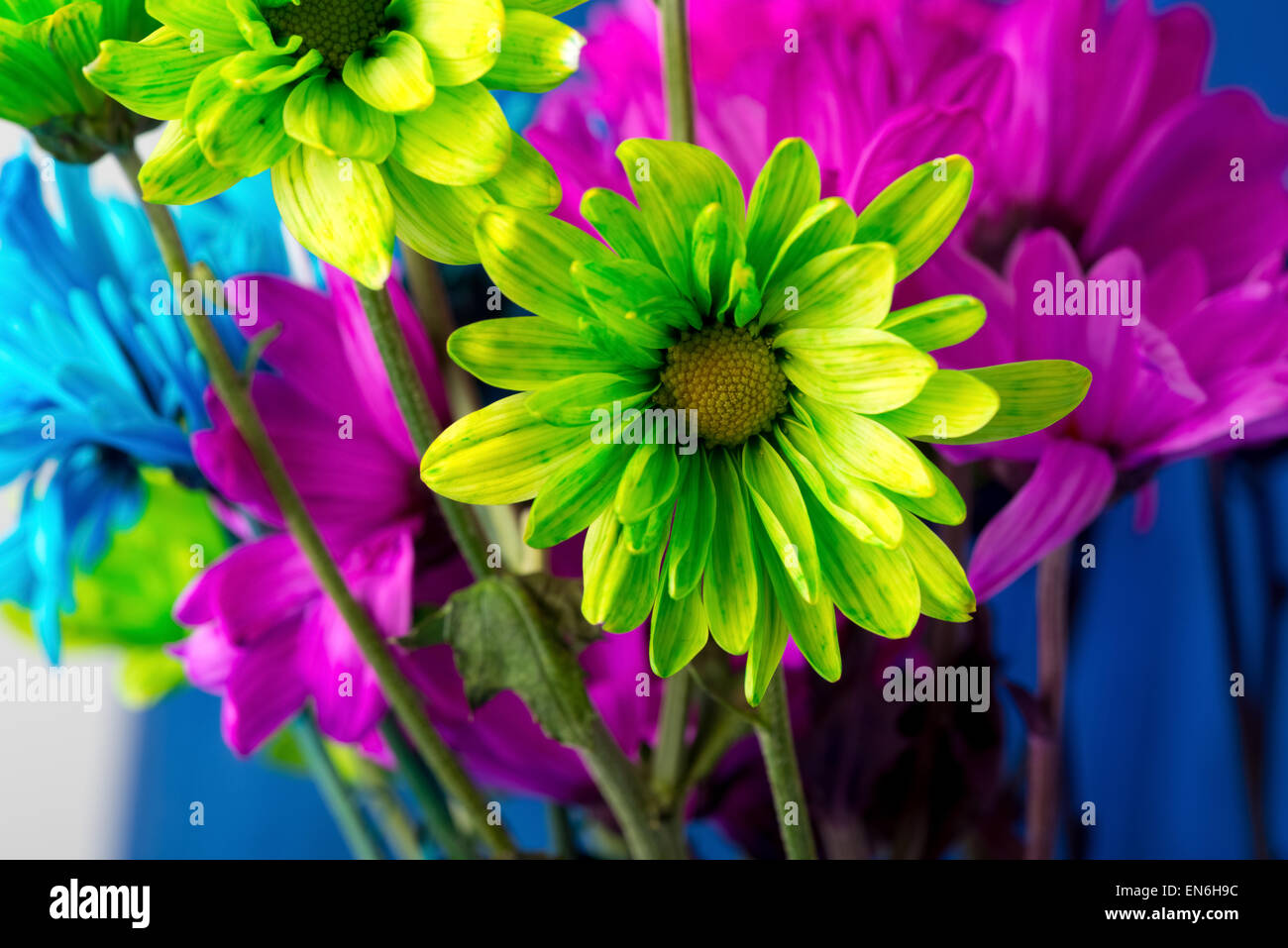 Bouquet of very brightly colored daisies against blue background Stock ...
