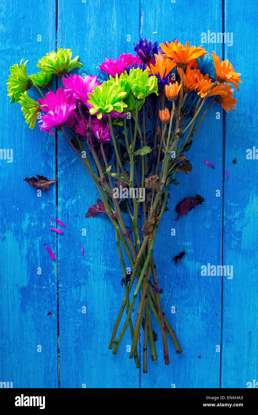Bouquet of very brightly colored daisies against blue background Stock ...