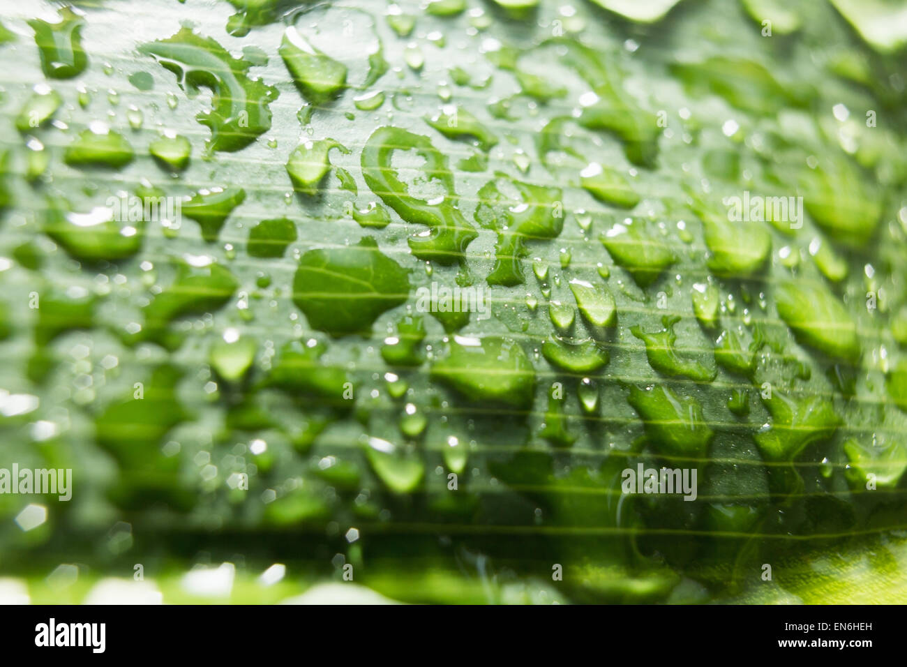 A close up of a leaf Stock Photo - Alamy