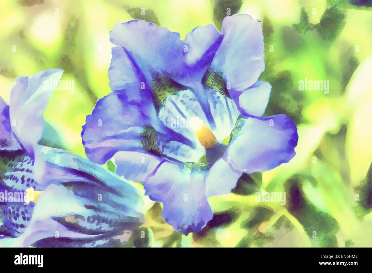 watercolor illustration of trumpet gentiana blue spring flower in ...