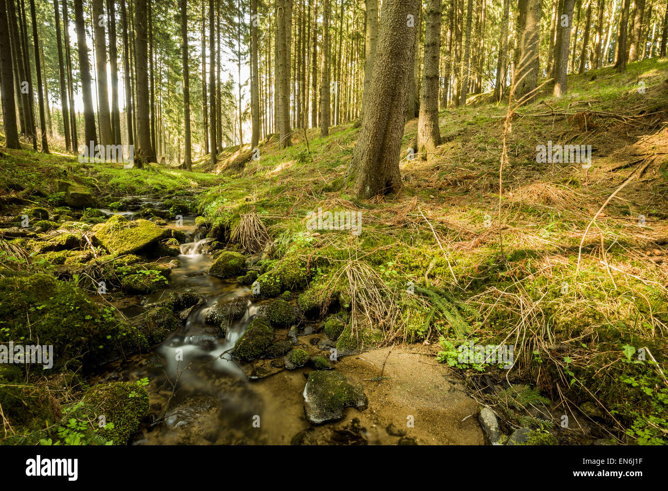 Falls on the small mountain river in a forest in spring with light leak ...