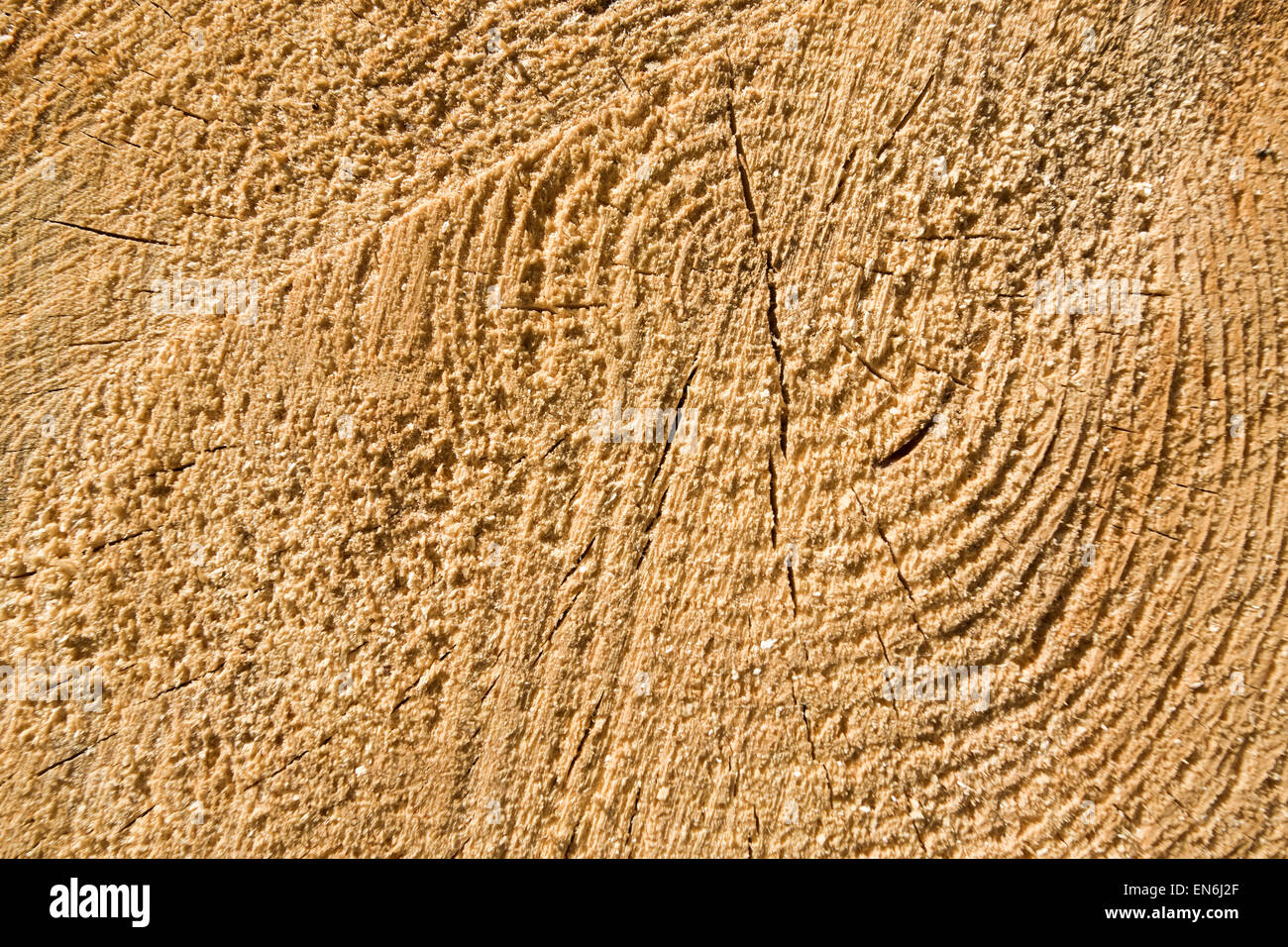 natural wood texture of cut tree trunk, close-up Stock Photo - Alamy