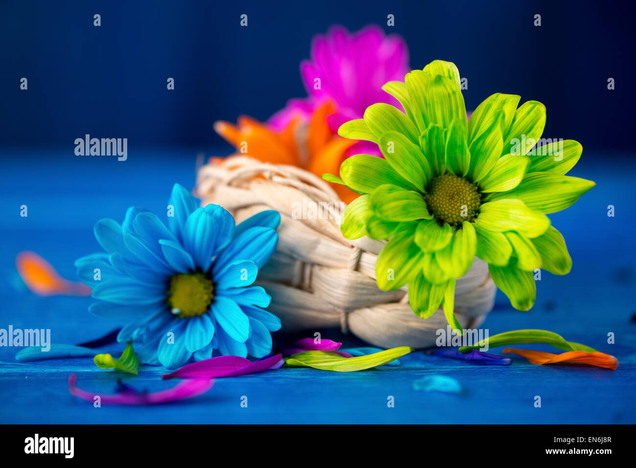 Bouquet of very brightly colored daisies in basket against blue ...