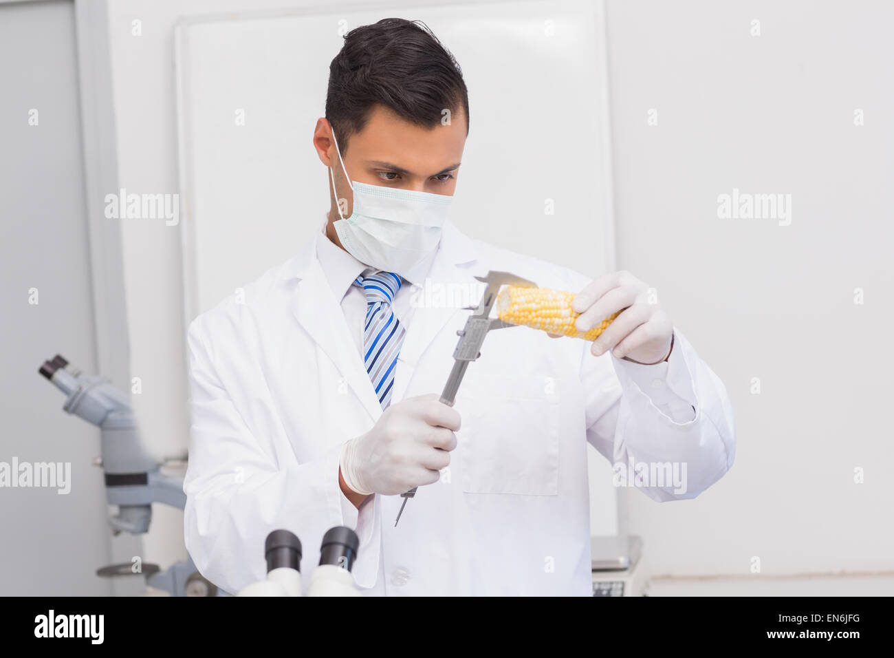 Scientist measuring corn Stock Photo - Alamy