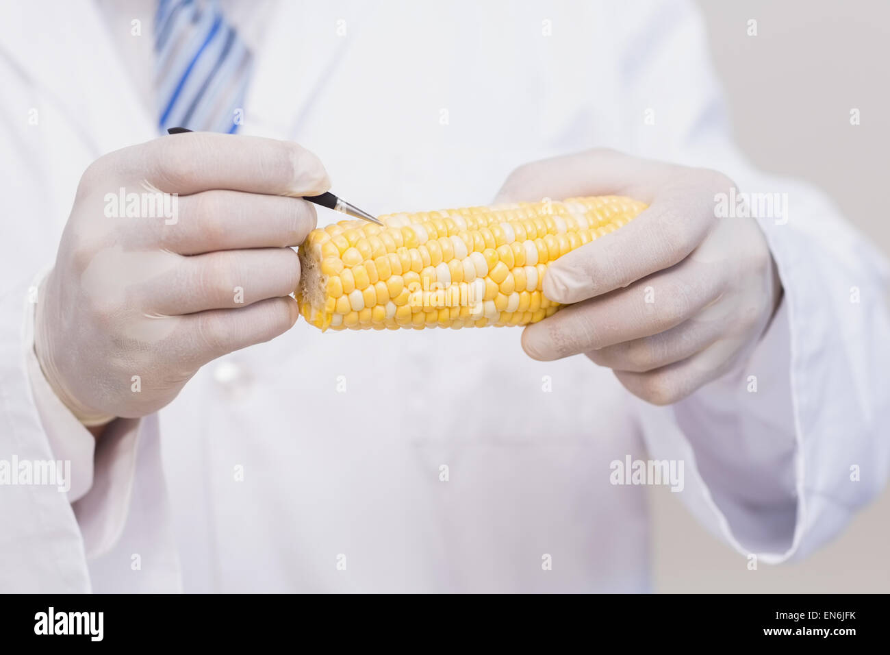 Scientist with protective gloves examining corn Stock Photo - Alamy