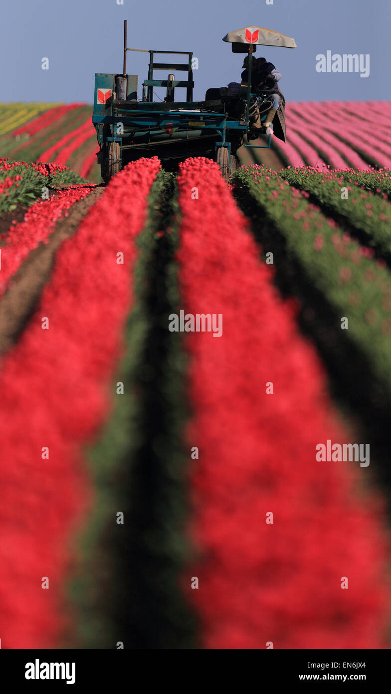 Schwaneberg, Germany. 29th Apr, 2015. A farm hand removes the calyces ...